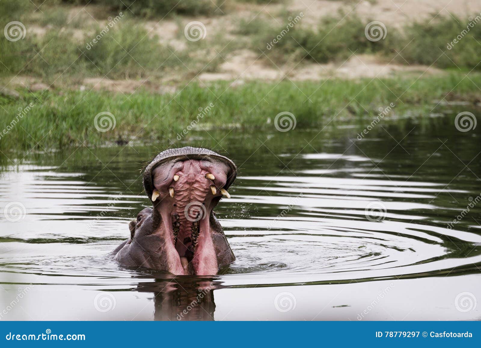 Hippo and opened mouth. stock image. Image of dangerous - 78779297