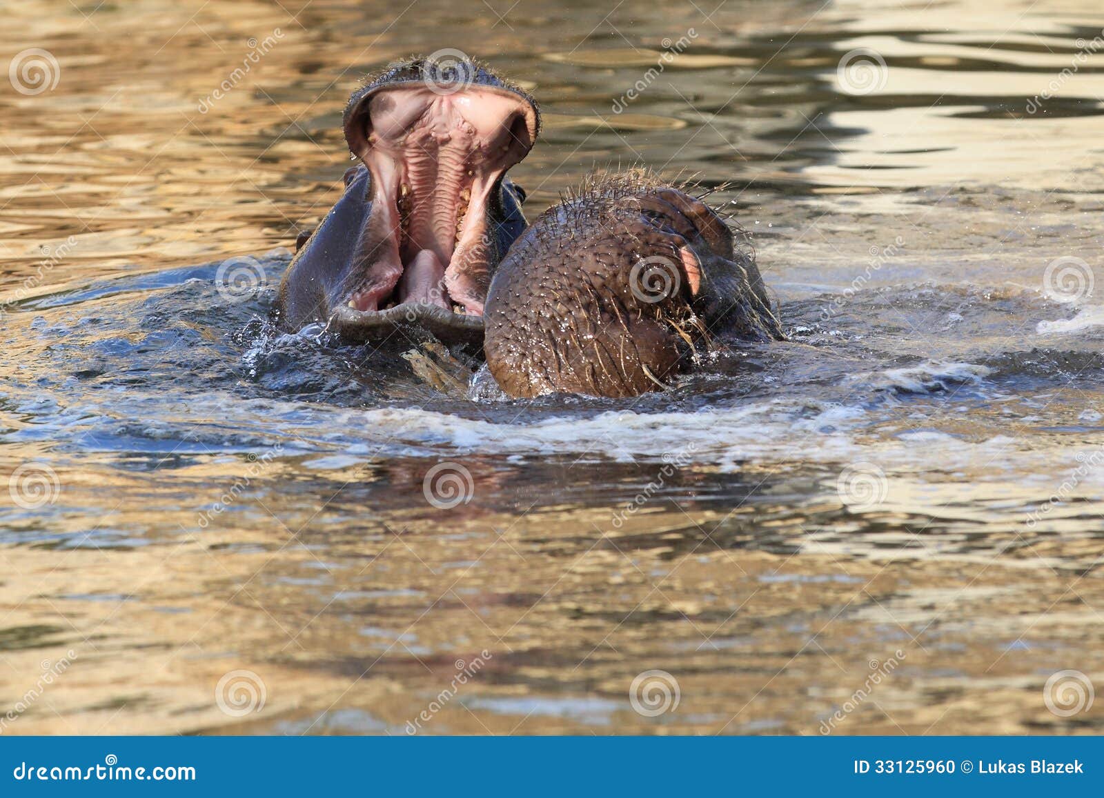 Hippo stock photo. Image of animal, adult, nature, head - 33125960