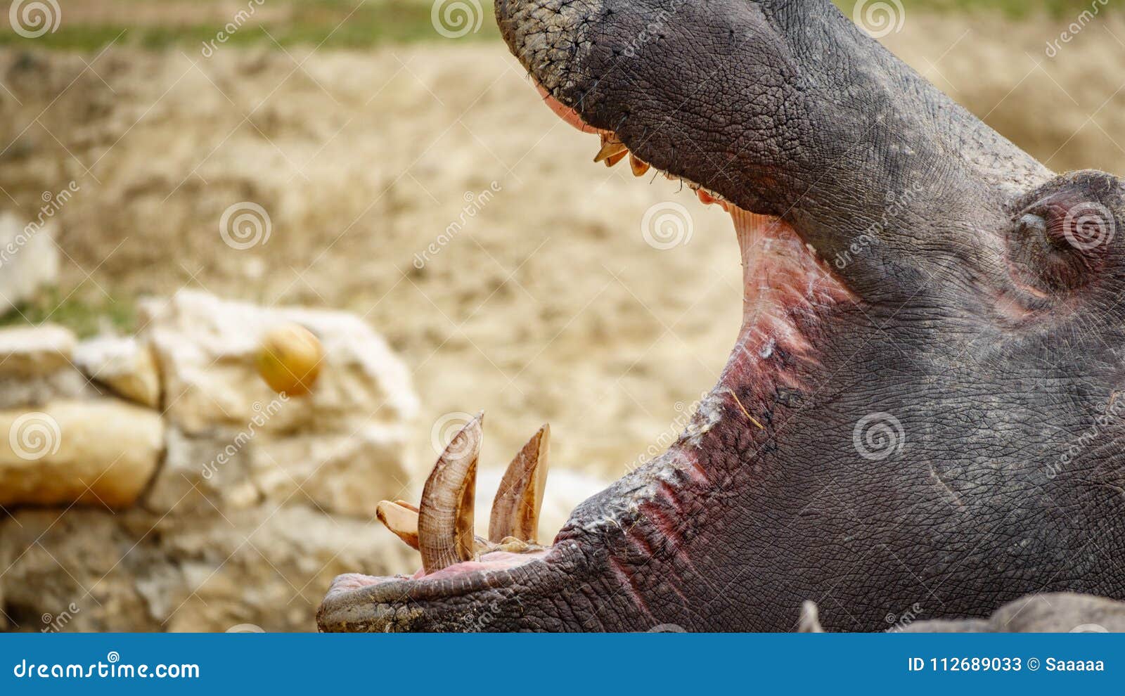 Hippo opening mouth stock image. Image of open, sharp - 112689033