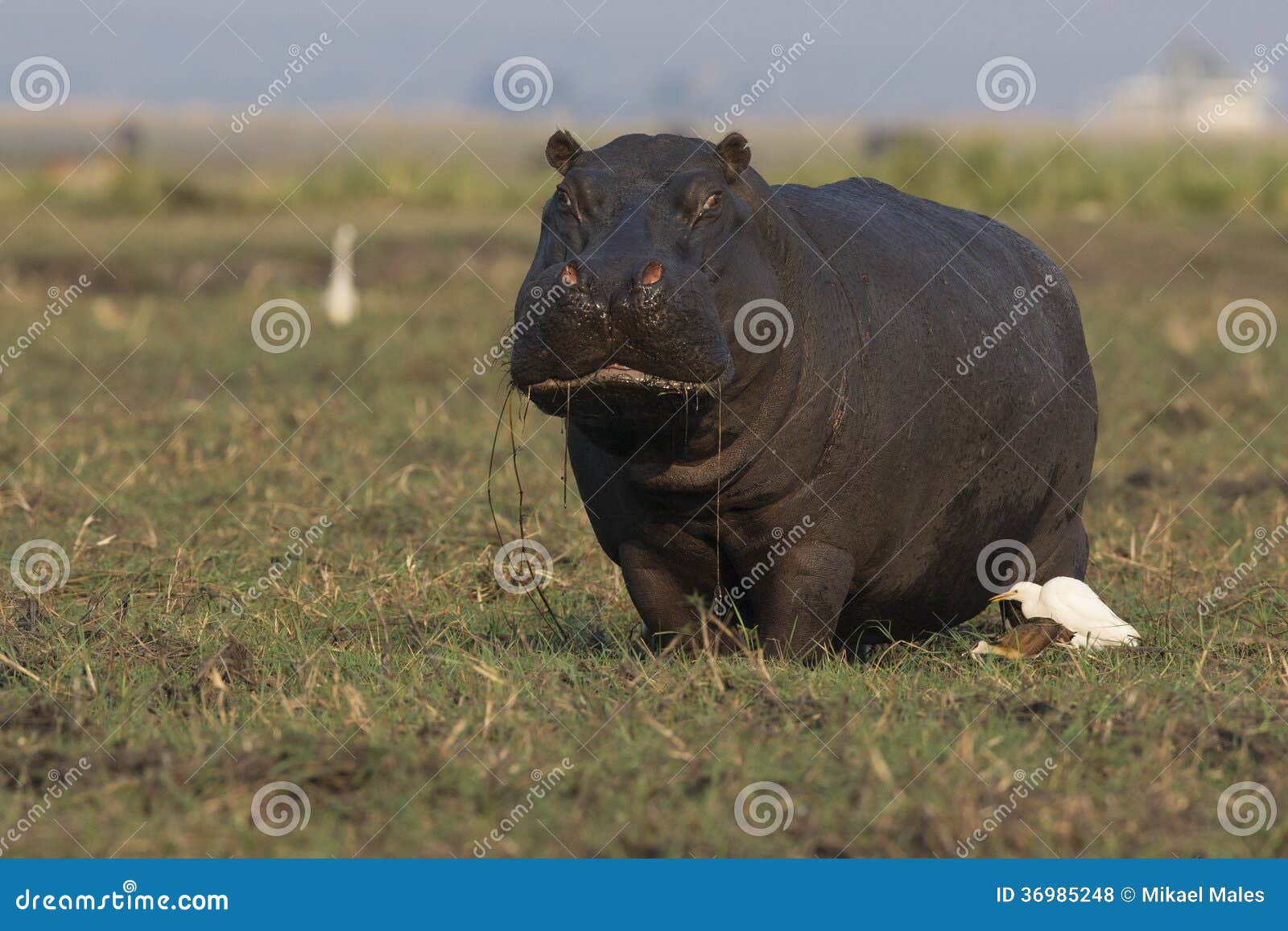 Hippo out of water stock photo. Image of mammalia, mammifauml - 36985248