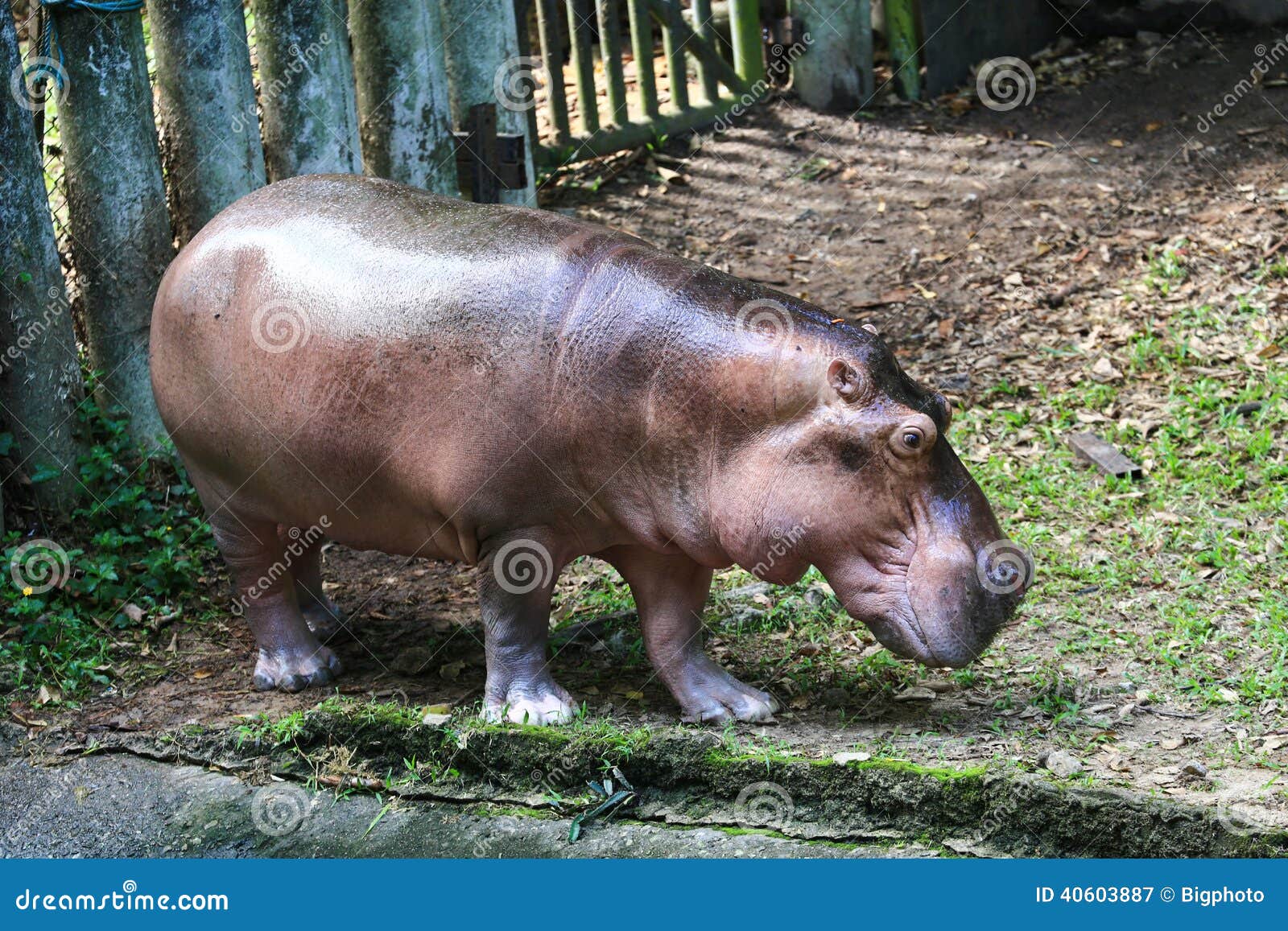 Hippo out of water stock image. Image of south, aquatic - 40603887