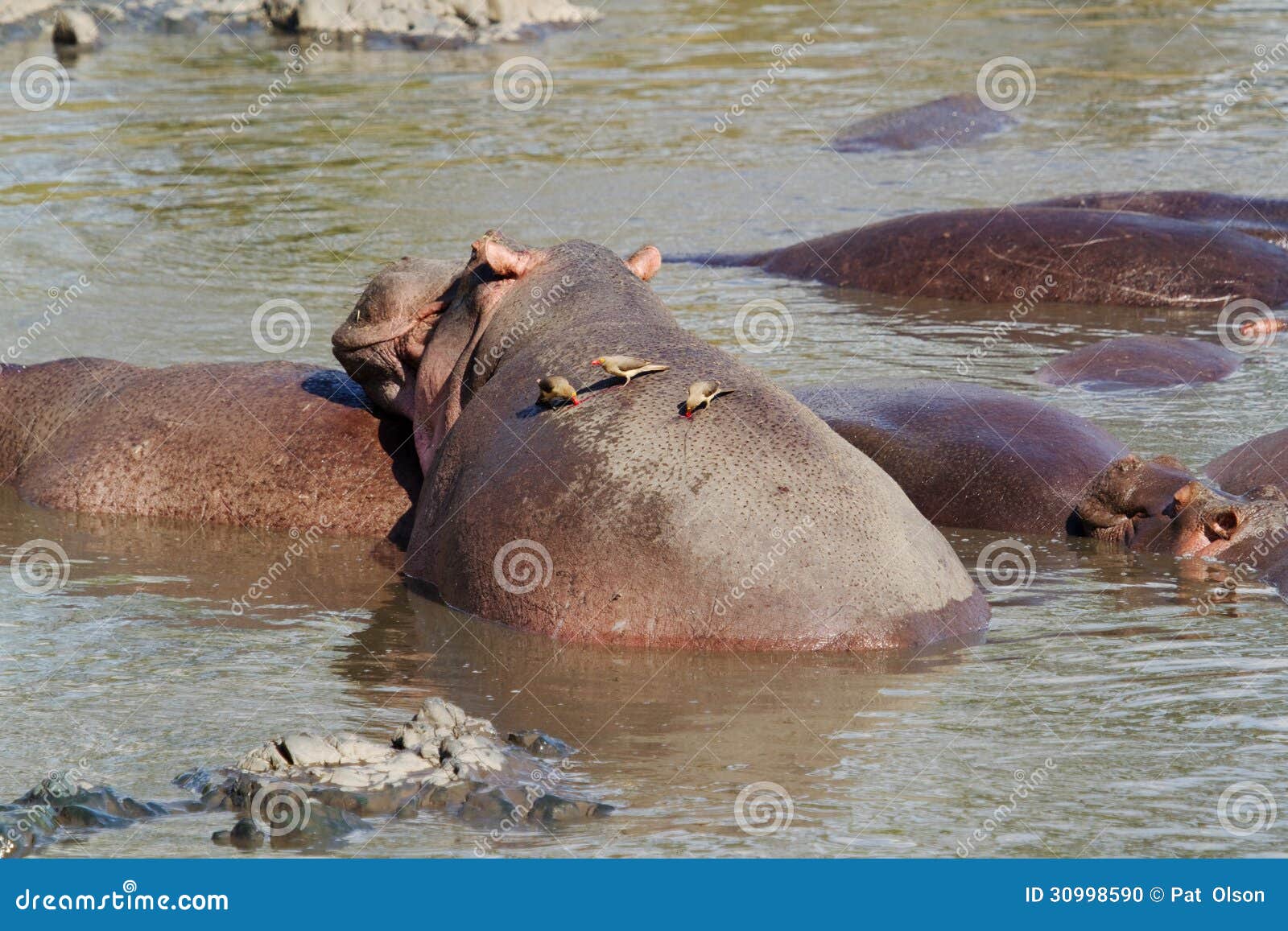 Hippo with oxpecker bird stock photo. Image of water - 30998590