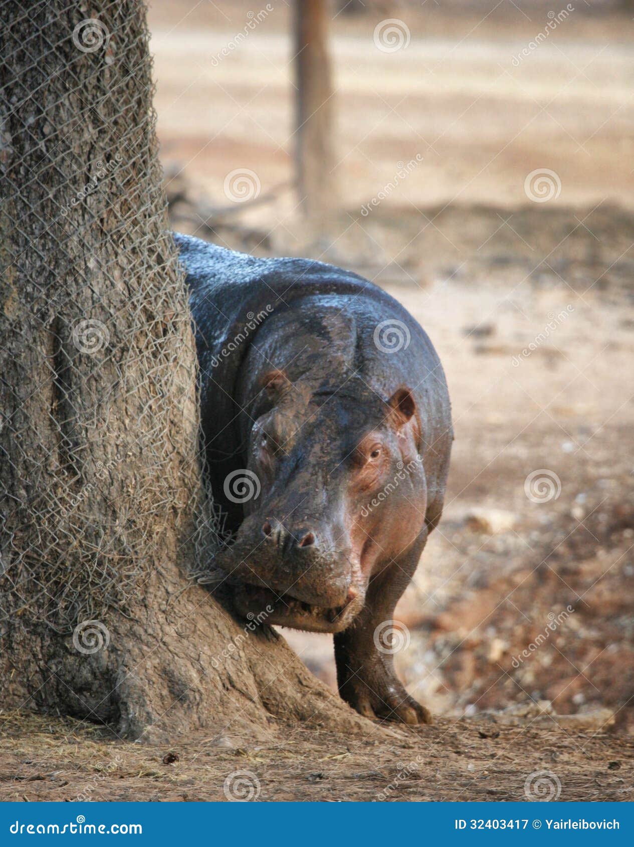 Hippo peeking stock image. Image of africa, animal, tree - 32403417