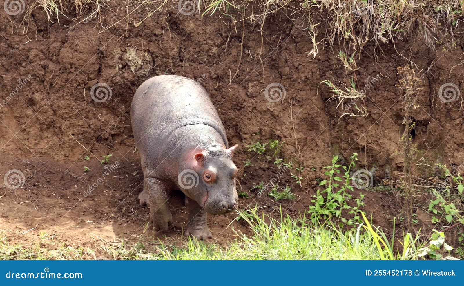 Hippo Playing in Its Natural Environment. Stock Photo - Image of mammal ...