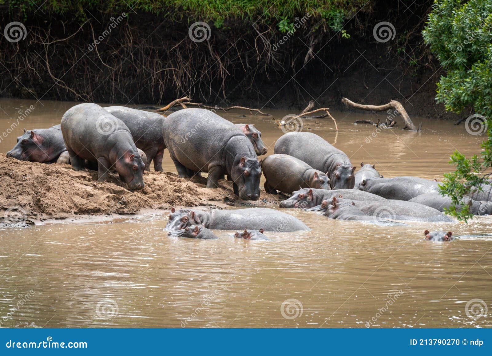 Hippo Pod Along Sandy Bend in River Stock Photo - Image of animals ...