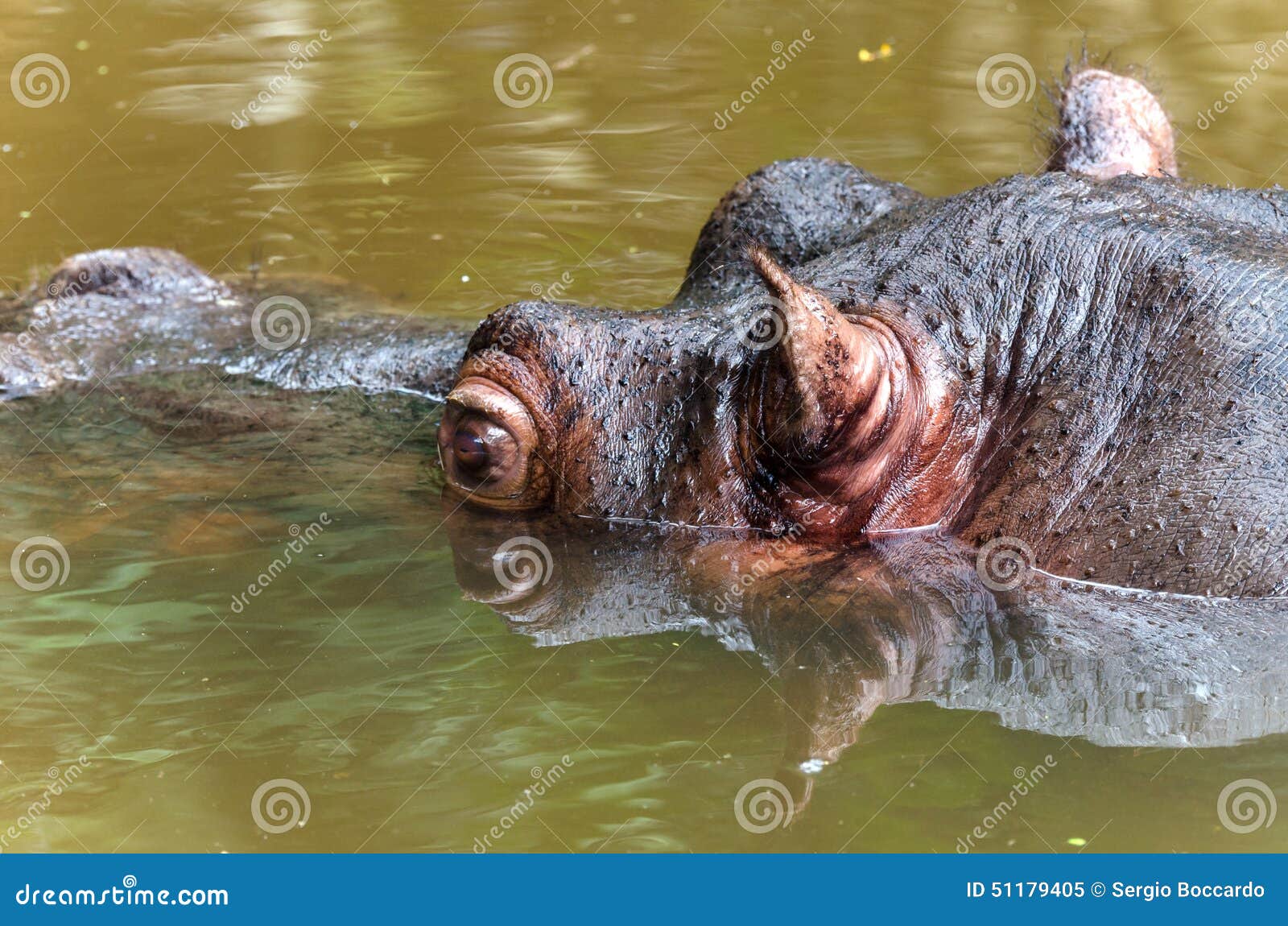 Hippo in a pond stock image. Image of nature, environment - 51179405