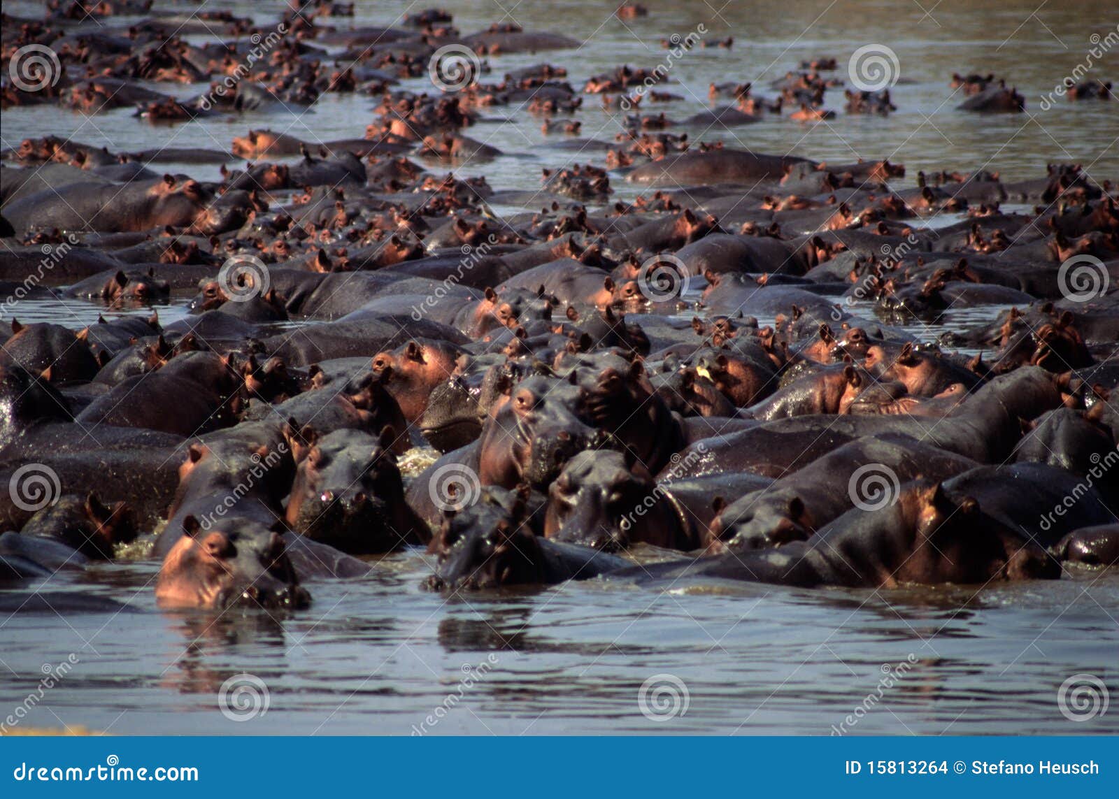 Hippo pool stock photo. Image of wild, animals, animal - 15813264