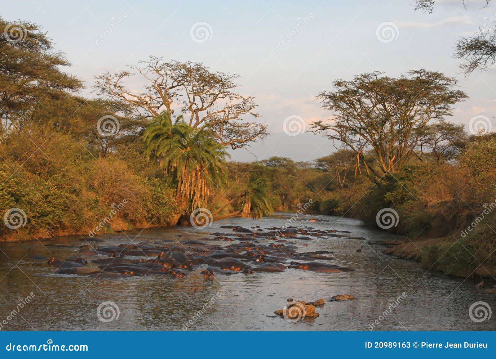 Hippo Pool stock image. Image of hippo, park, tanzania - 20989163