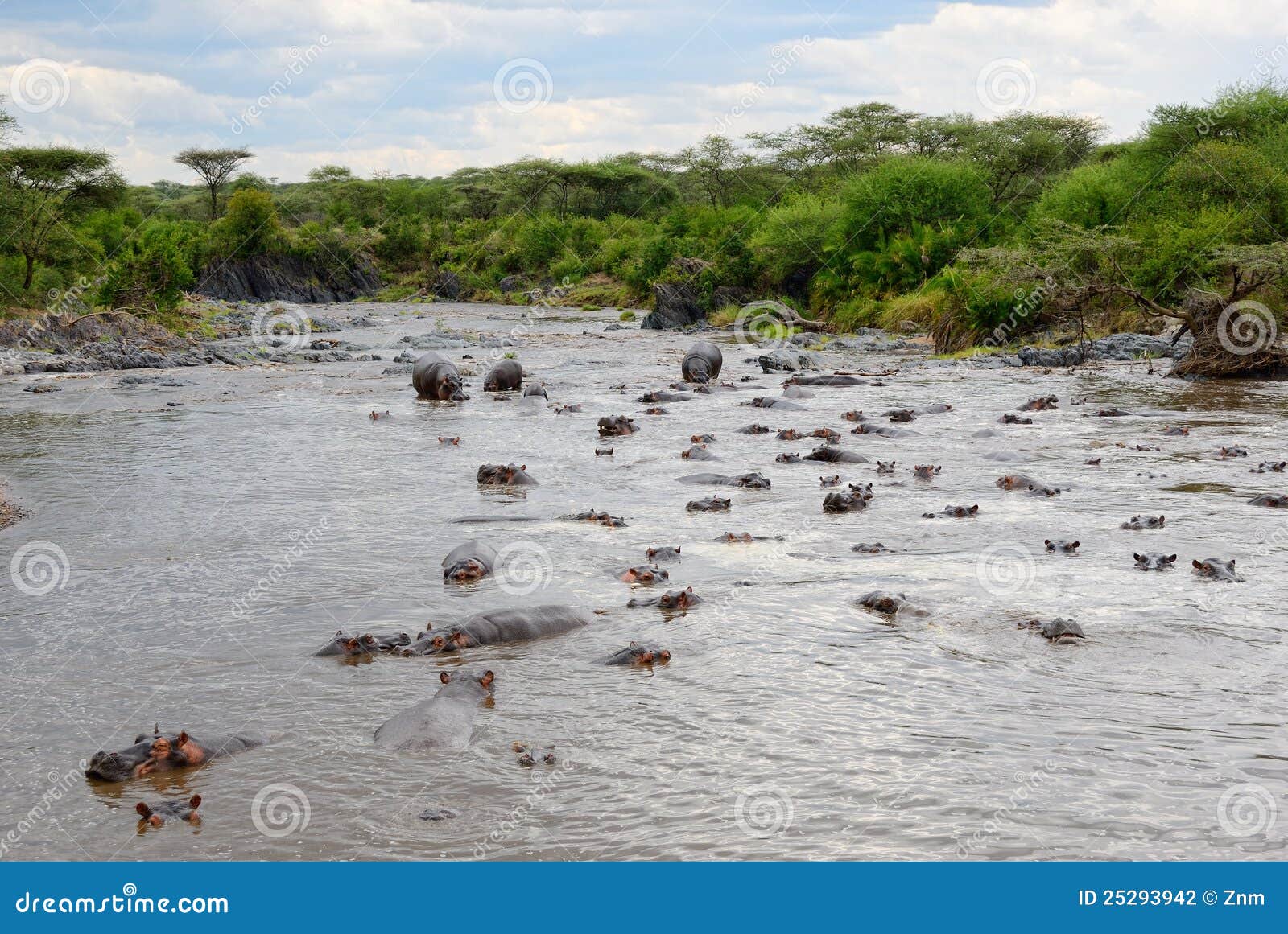 Hippo pool editorial photography. Image of large, serengeti - 25293942