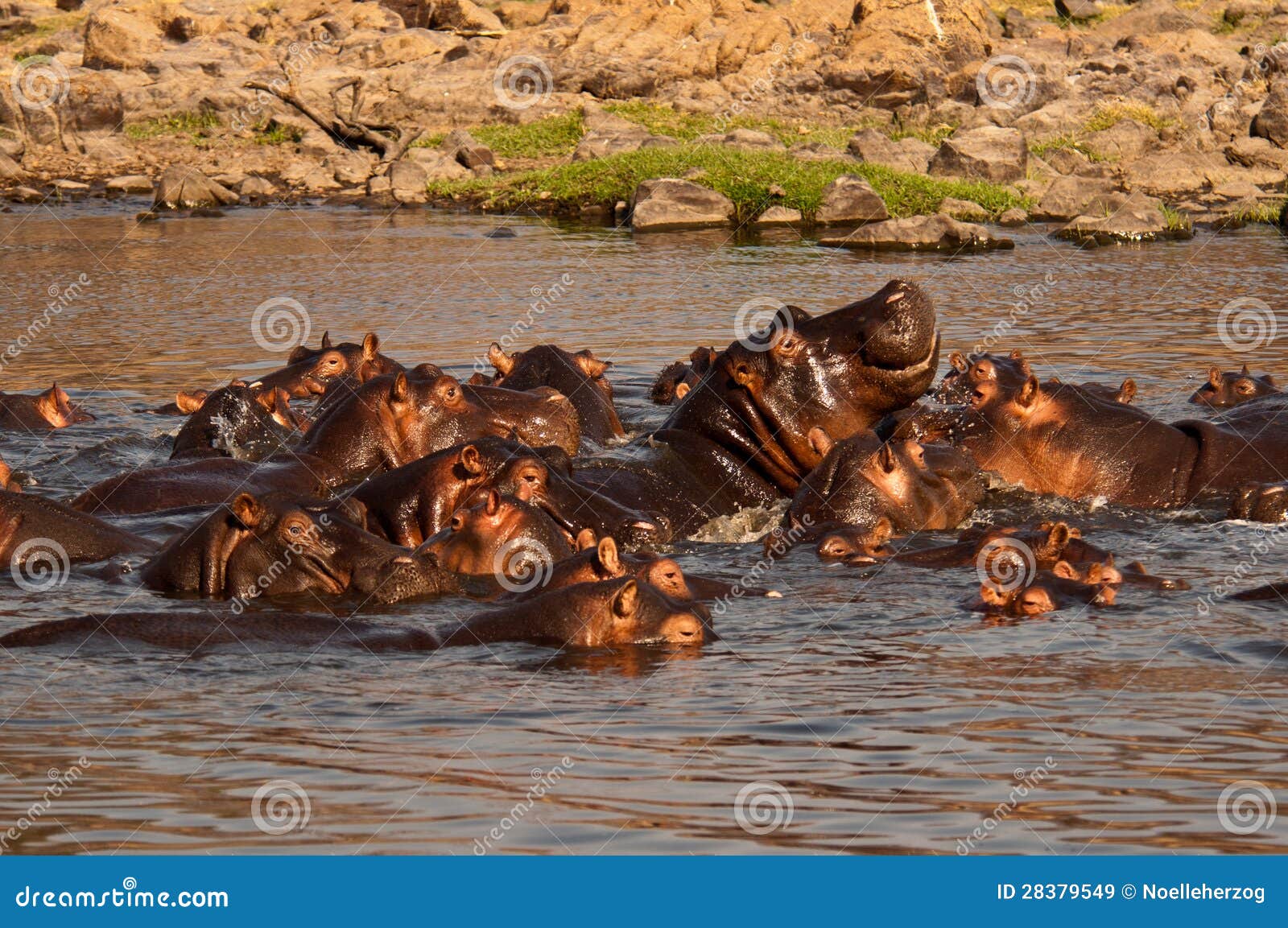 Hippo Pool stock image. Image of killer, dangerous, africa - 28379549