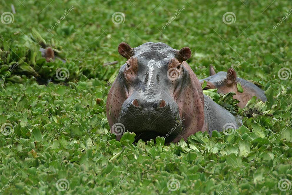 Hippo pool stock image. Image of hippopotamus, africa - 4896105