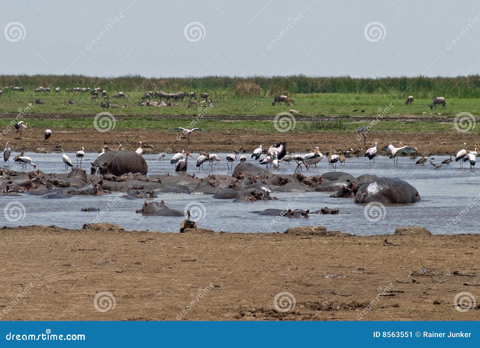Hippo Pool stock image. Image of mammal, herbivore, massive - 8563551