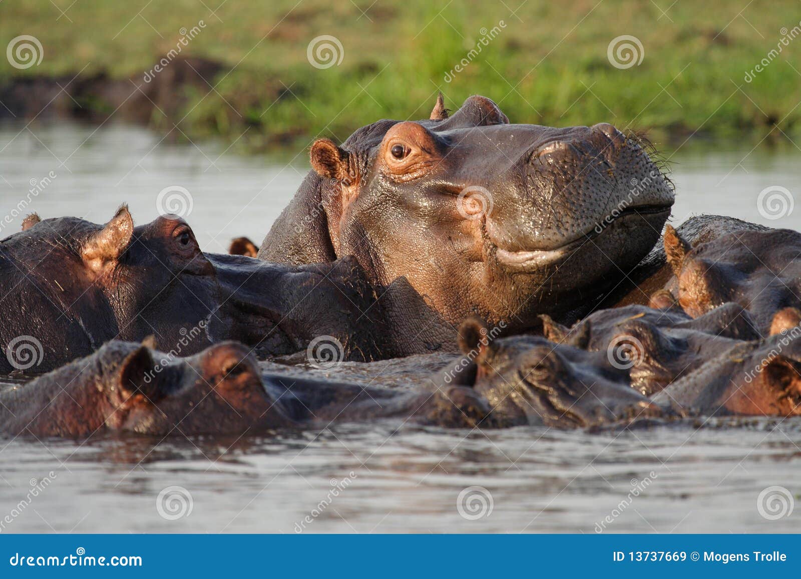 Hippo pool, Botswana stock image. Image of botswana, river - 13737669