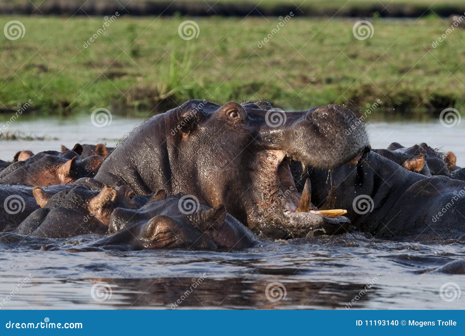 Hippo pool , Chobe River stock photo. Image of savanna - 11193140