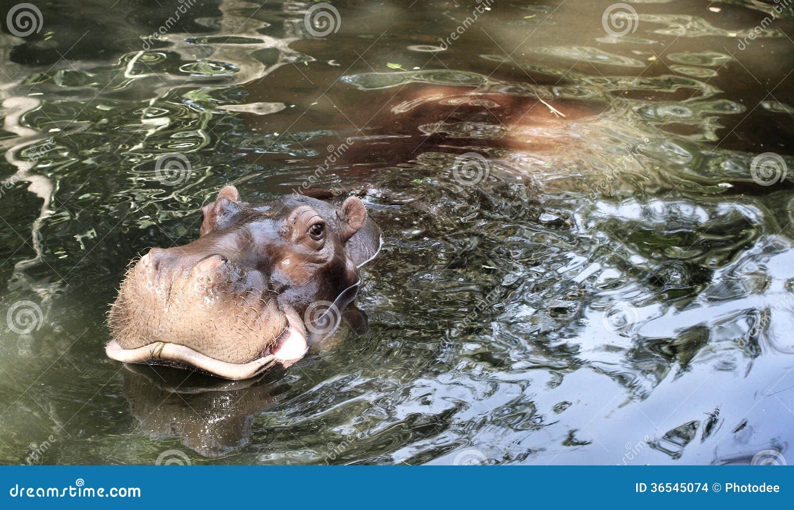 Hippo portrait stock photo. Image of animal, okavango - 36545074
