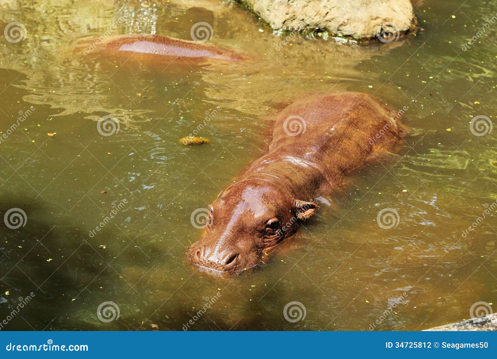 Hippo Portrait in the Nature Stock Photo - Image of animal, wild: 34725812
