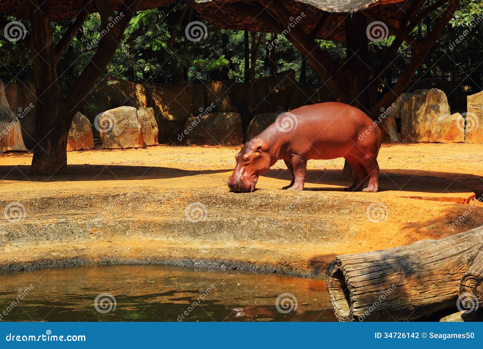 Hippo Portrait in the Nature Stock Photo - Image of safari, aquatic ...