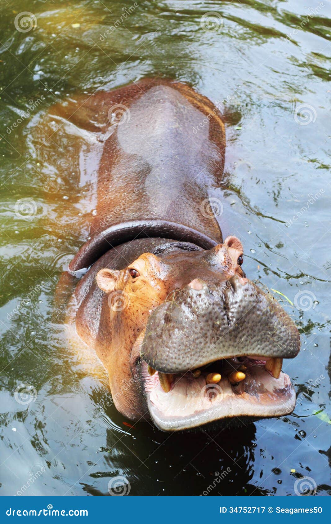 Hippo Portrait in the Nature Stock Image - Image of animals ...
