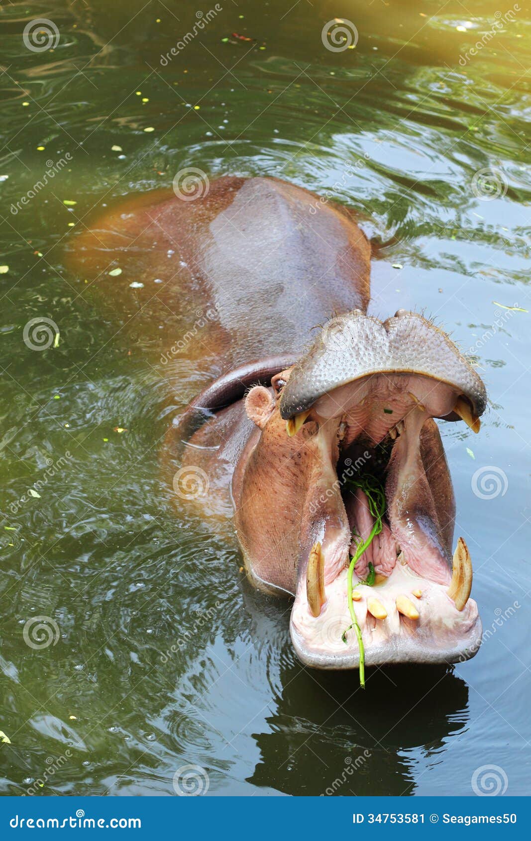 Hippo Portrait in the Nature Stock Image - Image of safari, animals ...