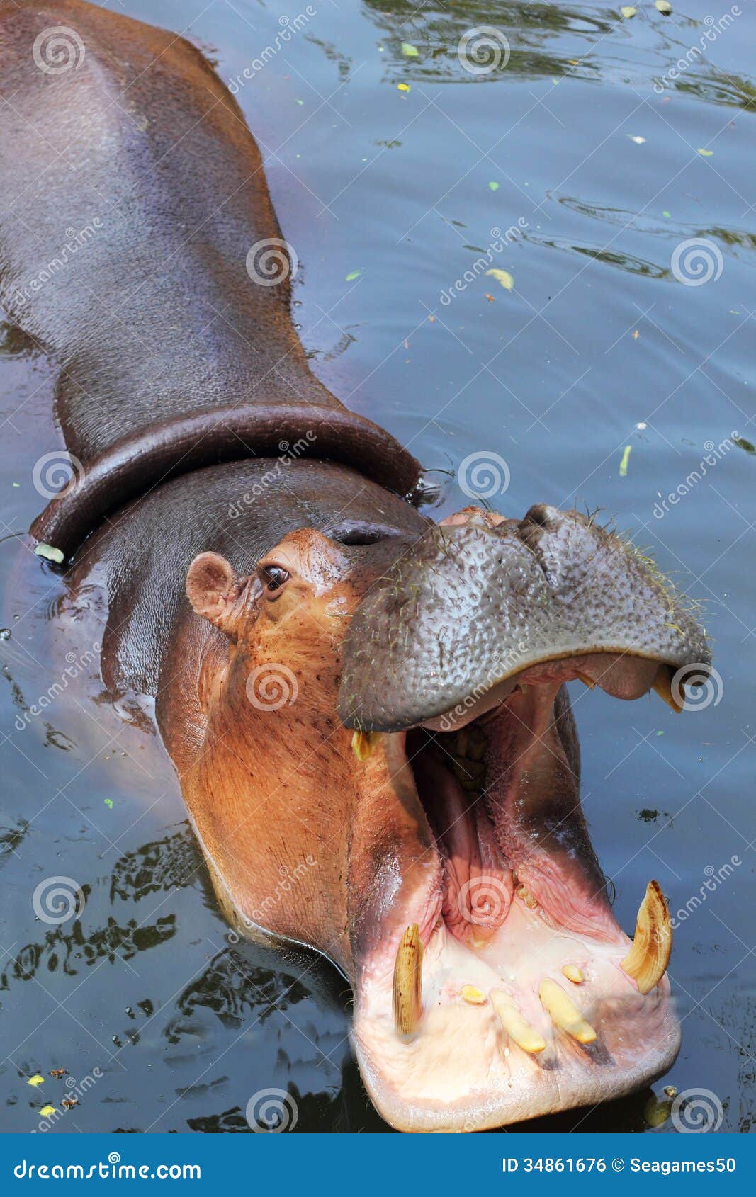 Hippo Portrait in the Nature Stock Photo - Image of africa, mammal ...