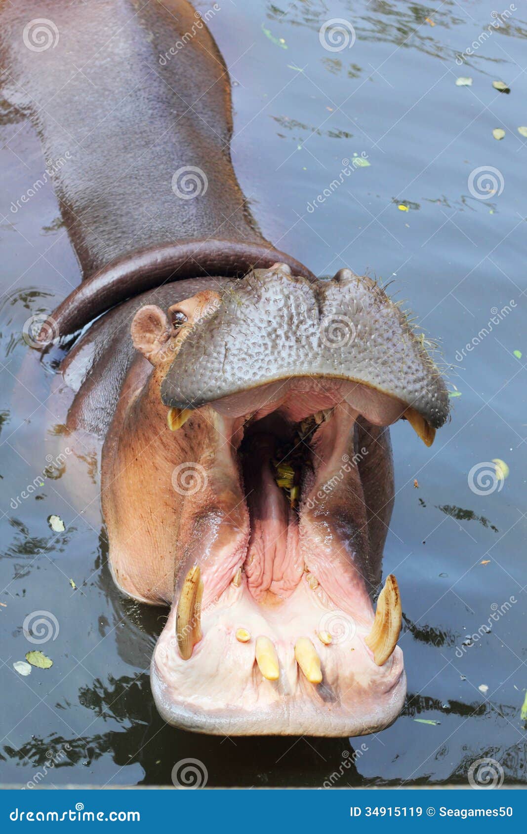 Hippo Portrait in the Nature Stock Image - Image of africa, botswana ...