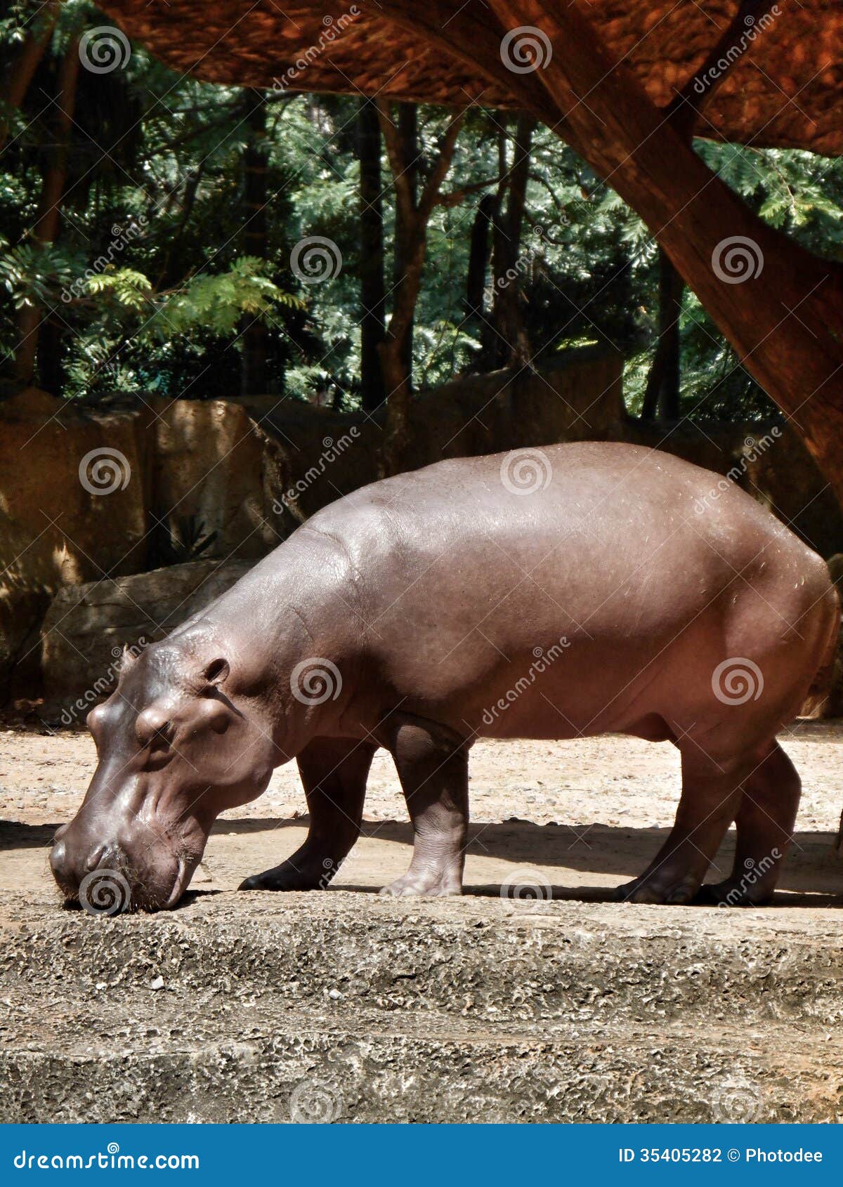 Hippo portrait stock photo. Image of wildlife, mammal - 35405282