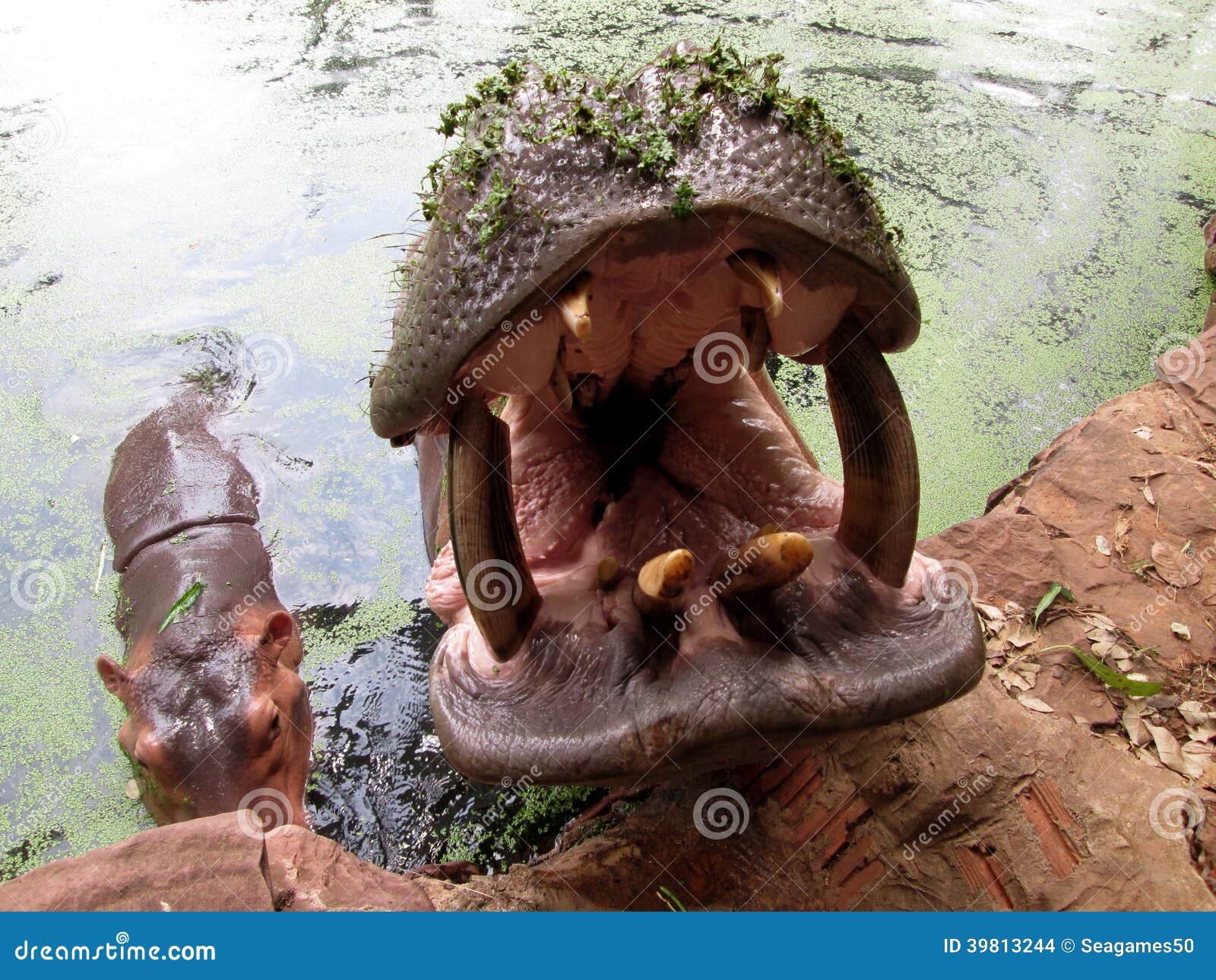Hippo Portrait in the Nature Stock Photo - Image of mammal ...