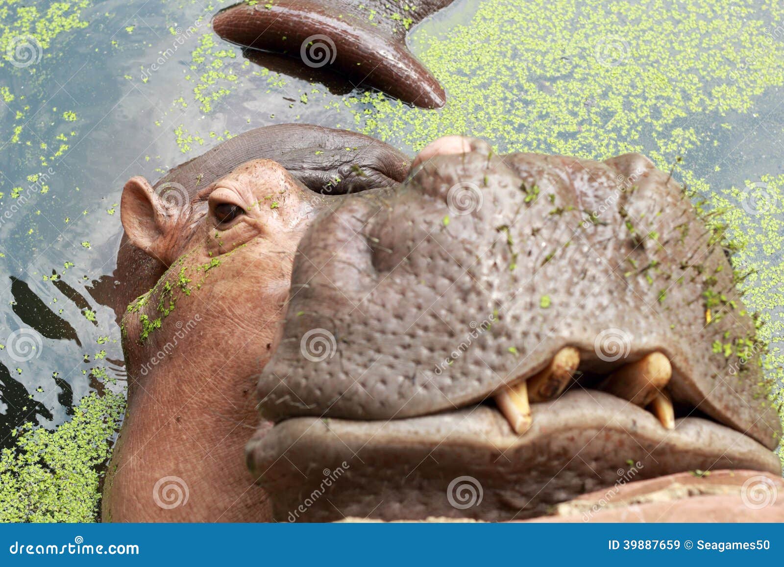 Hippo Portrait in the Nature Stock Image - Image of botswana, closeup ...