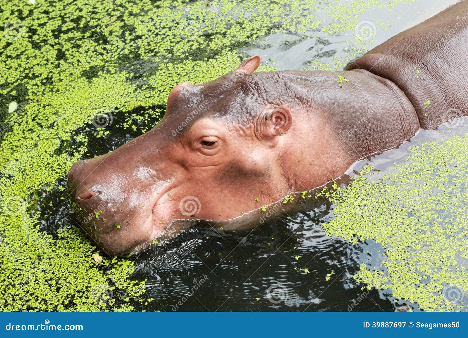 Hippo Portrait in the Nature Stock Image - Image of delta, wild: 39887697