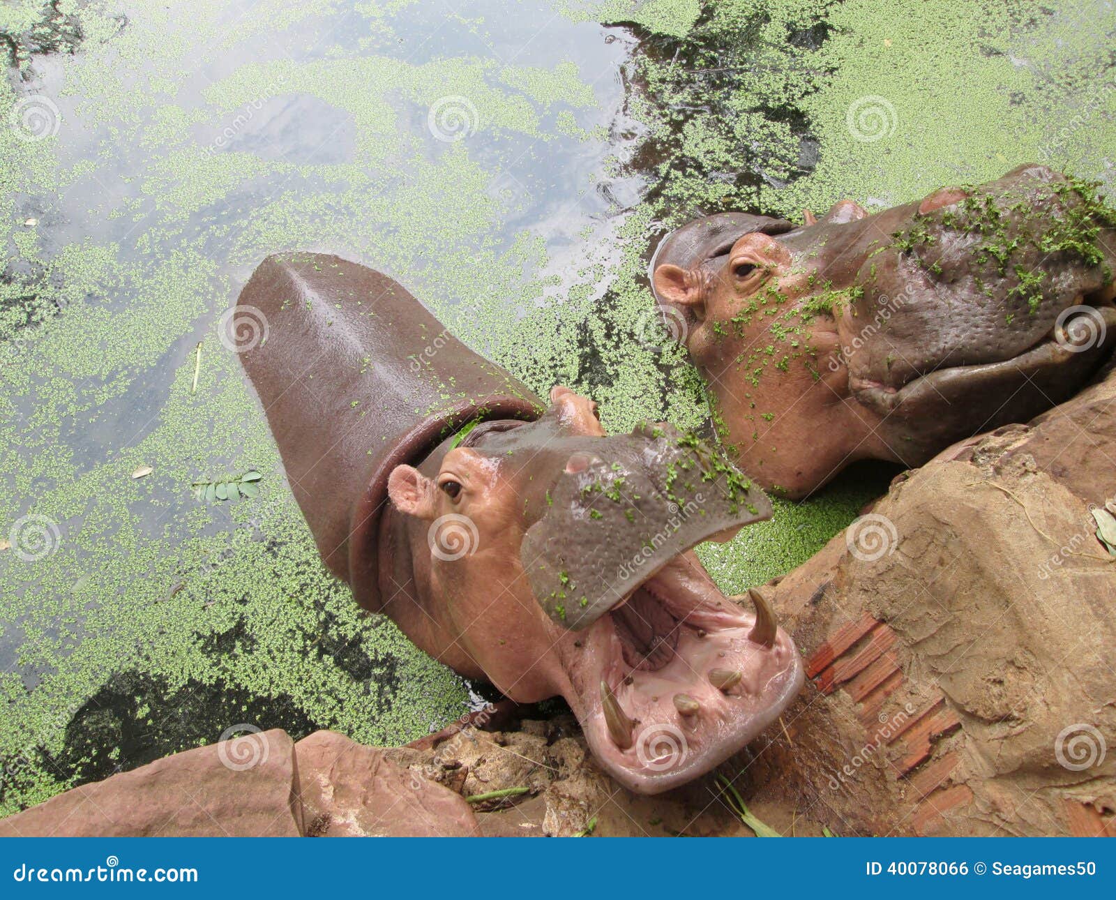 Hippo Portrait in the Nature Stock Photo - Image of animal, okavango ...