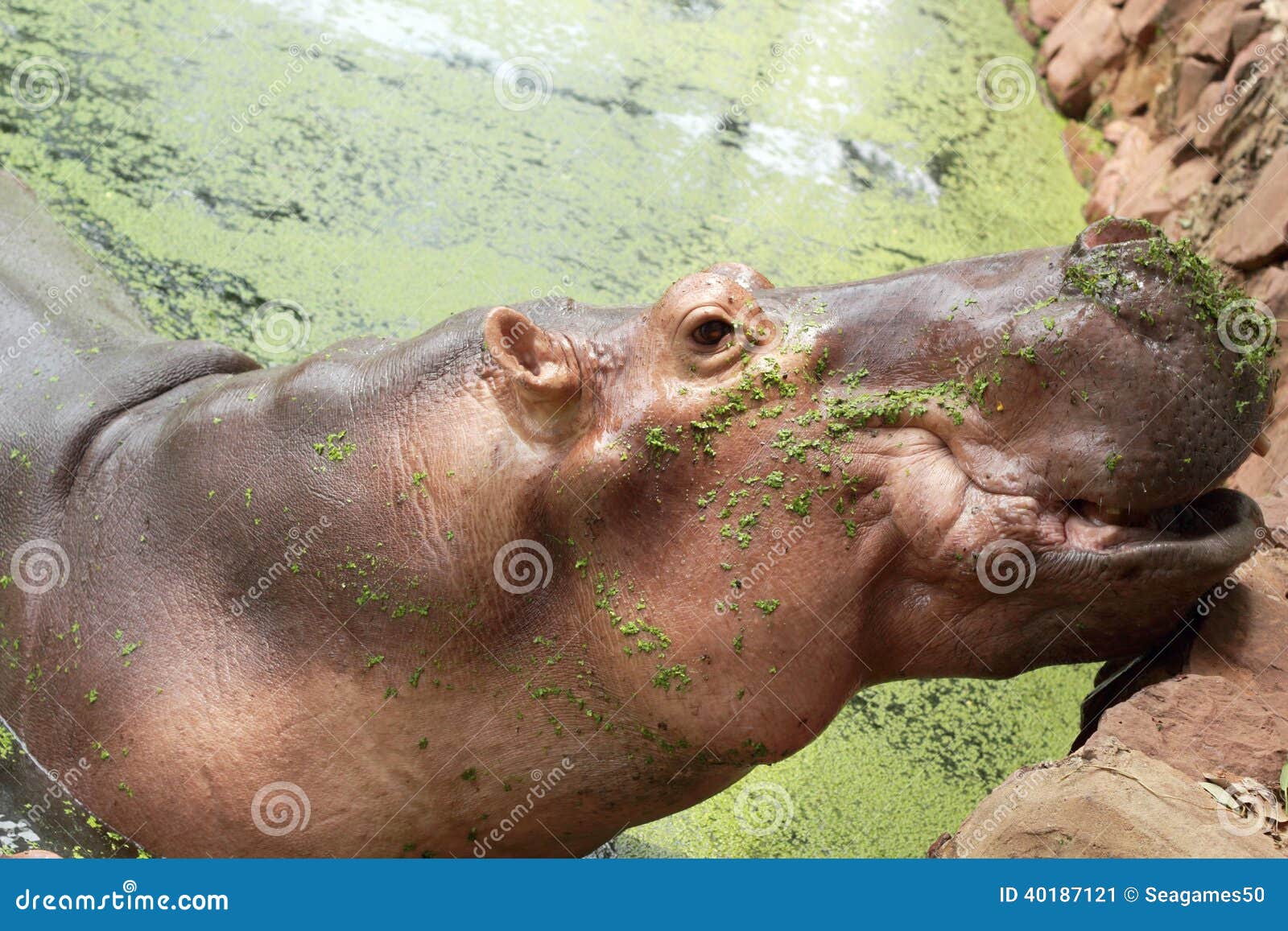 Hippo Portrait in the Nature Stock Image - Image of pets, hippopotamus ...