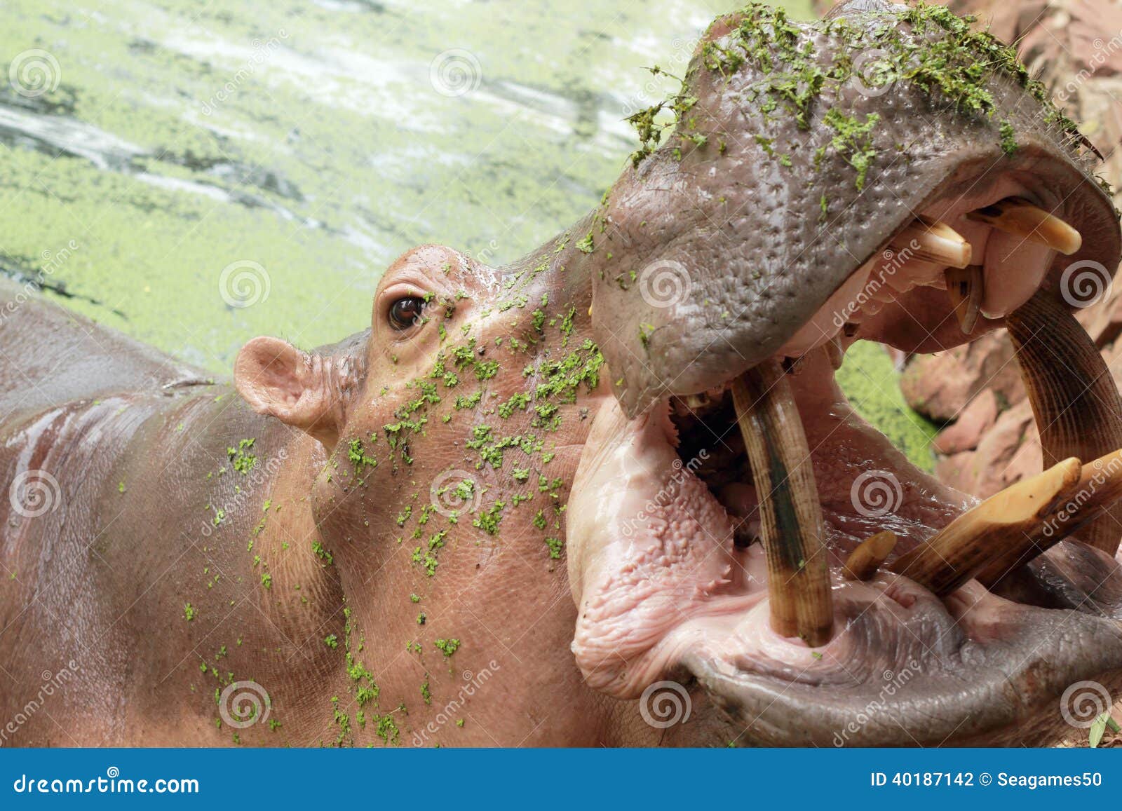 Hippo Portrait in the Nature Stock Photo - Image of animals, animal ...