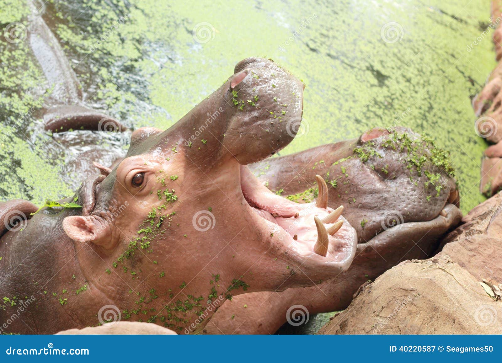 Hippo Portrait in the Nature Stock Image - Image of pets, hippopotamus ...