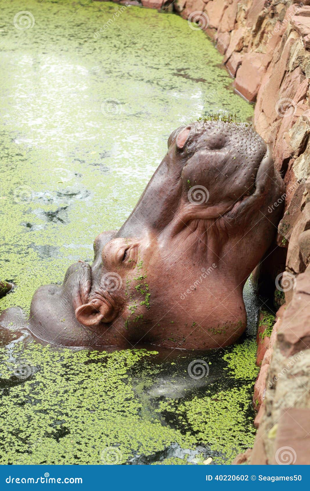 Hippo Portrait in the Nature Stock Photo - Image of africa, closeup ...