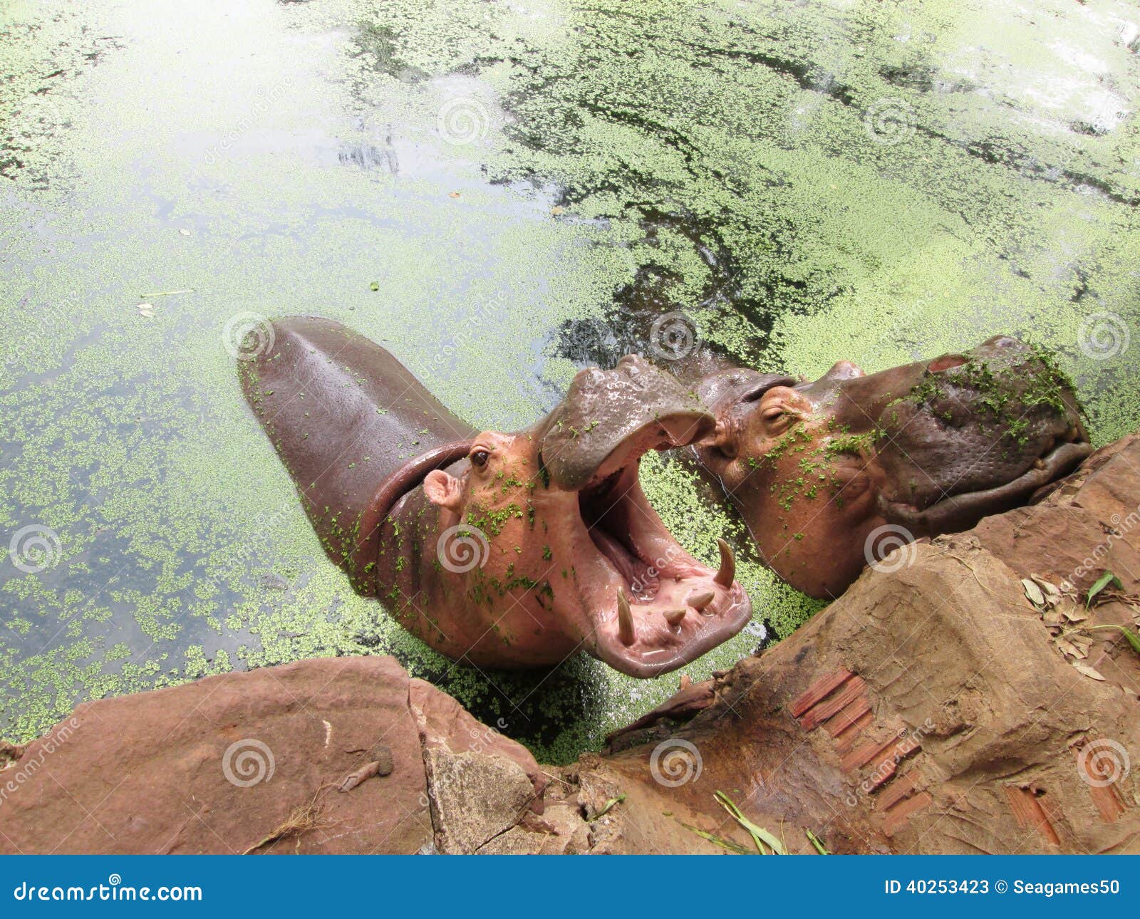 Hippo Portrait in the Nature Stock Image - Image of wildlife, safari ...