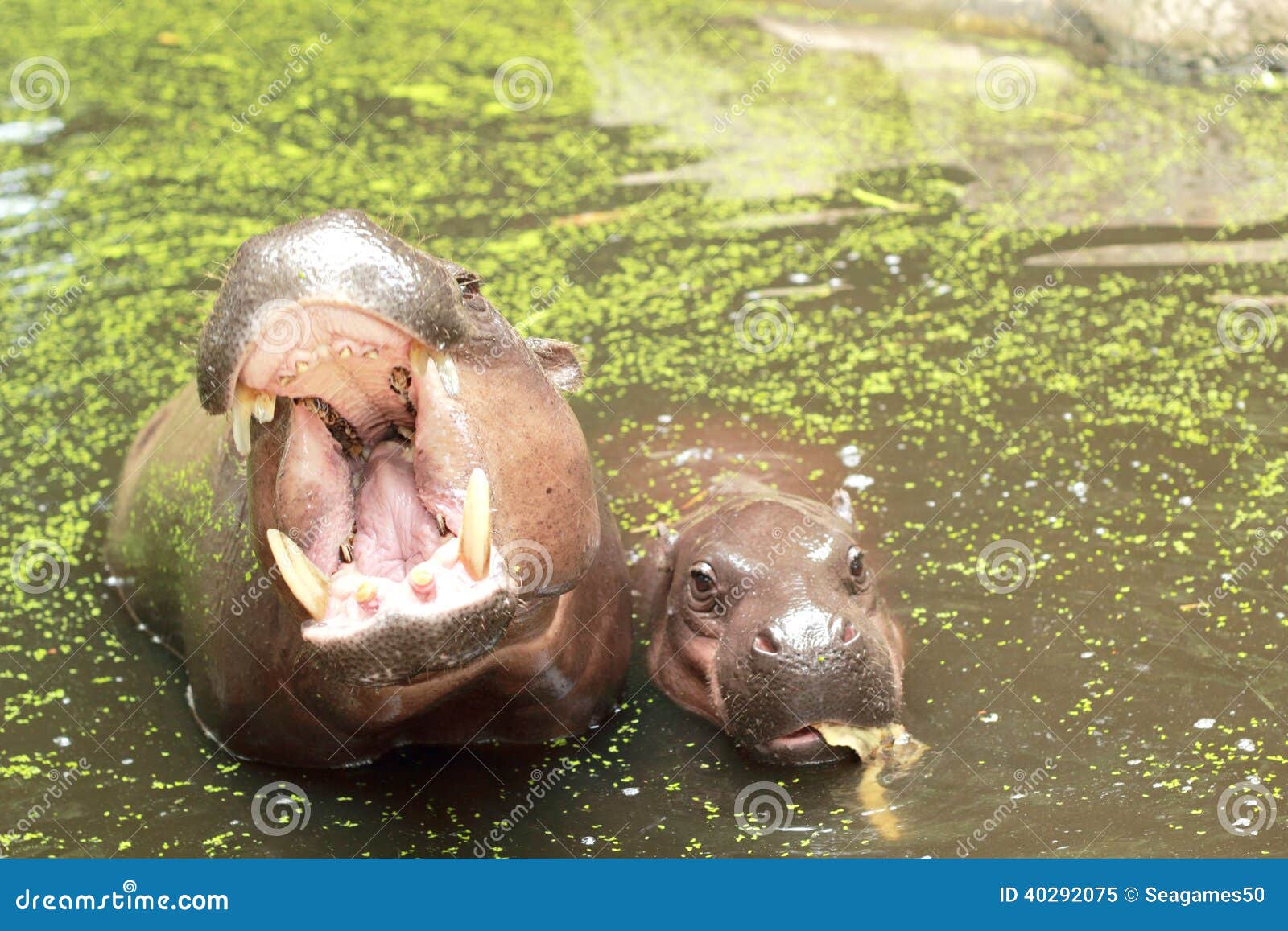 Hippo Portrait in the Nature Stock Image - Image of wildlife, close ...