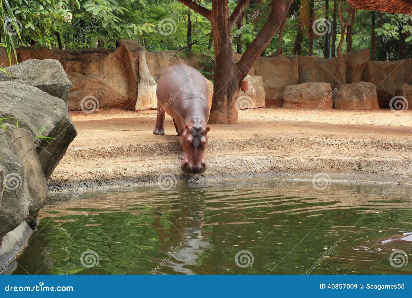 Hippo Portrait in the Nature Stock Image - Image of animals, okavango ...