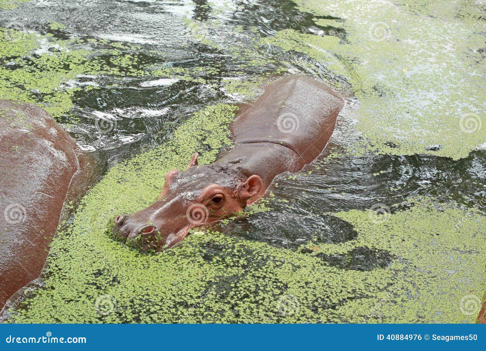 Hippo Portrait in the Nature Stock Photo - Image of wild, okavango ...