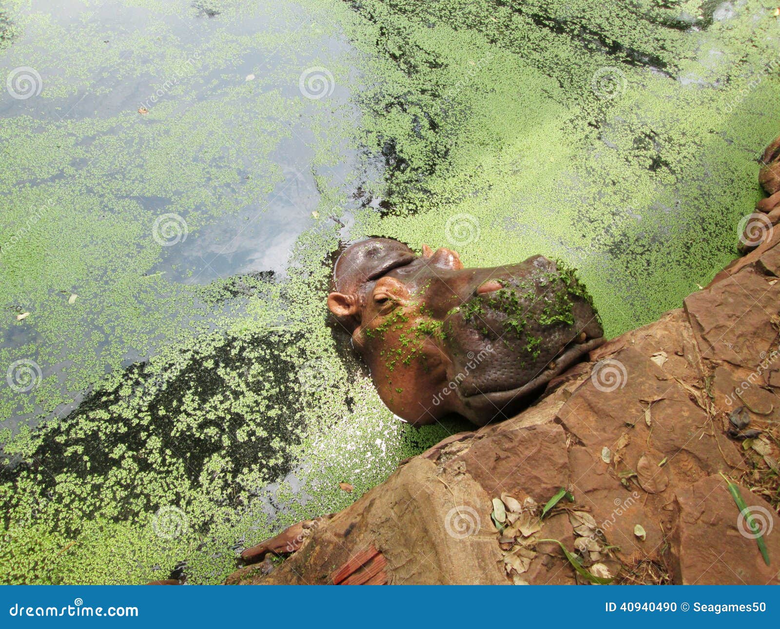 Hippo Portrait in the Nature Stock Photo - Image of pets, aquatic: 40940490
