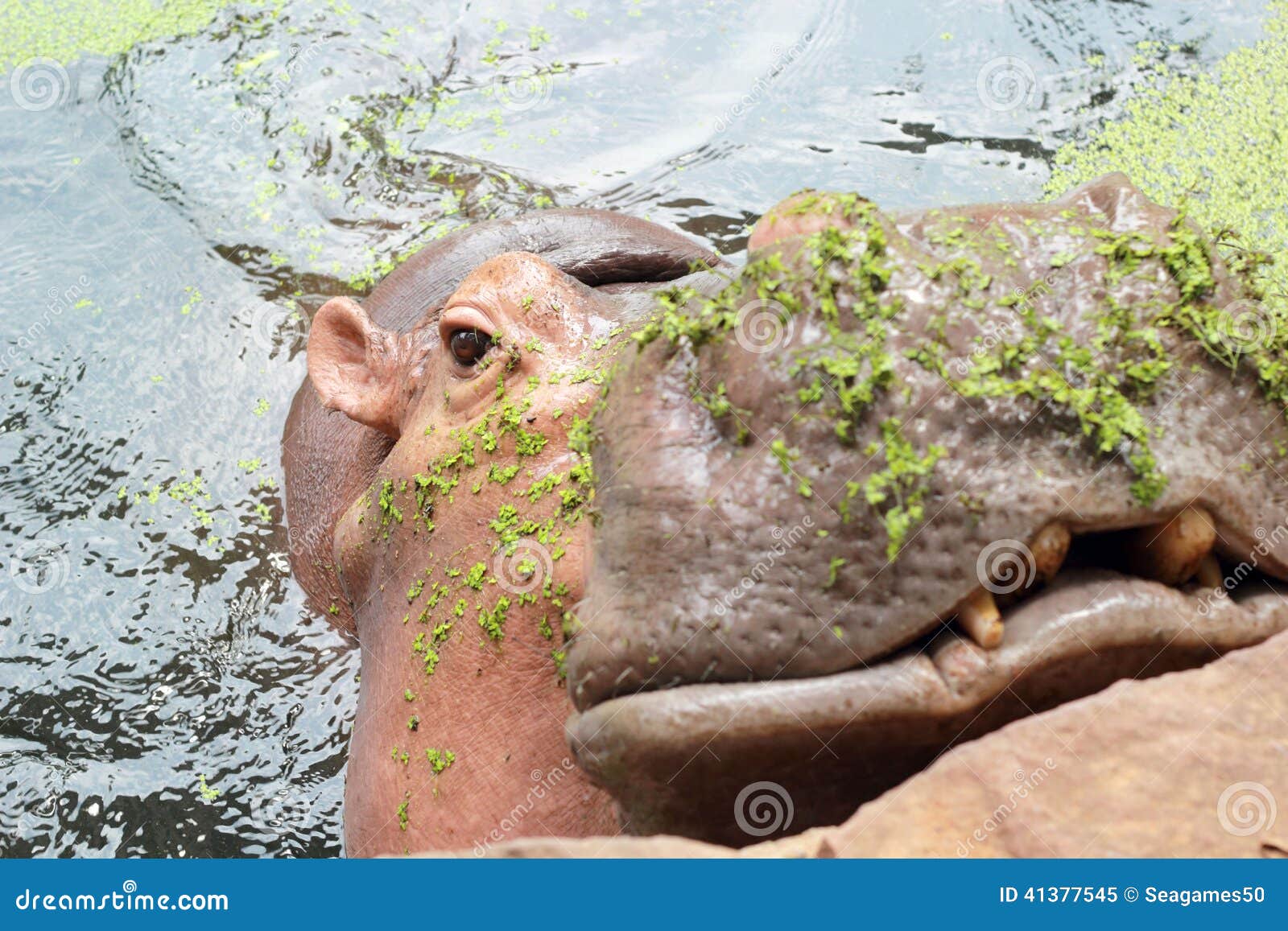 Hippo Portrait in the Nature Stock Image - Image of close, aquatic ...
