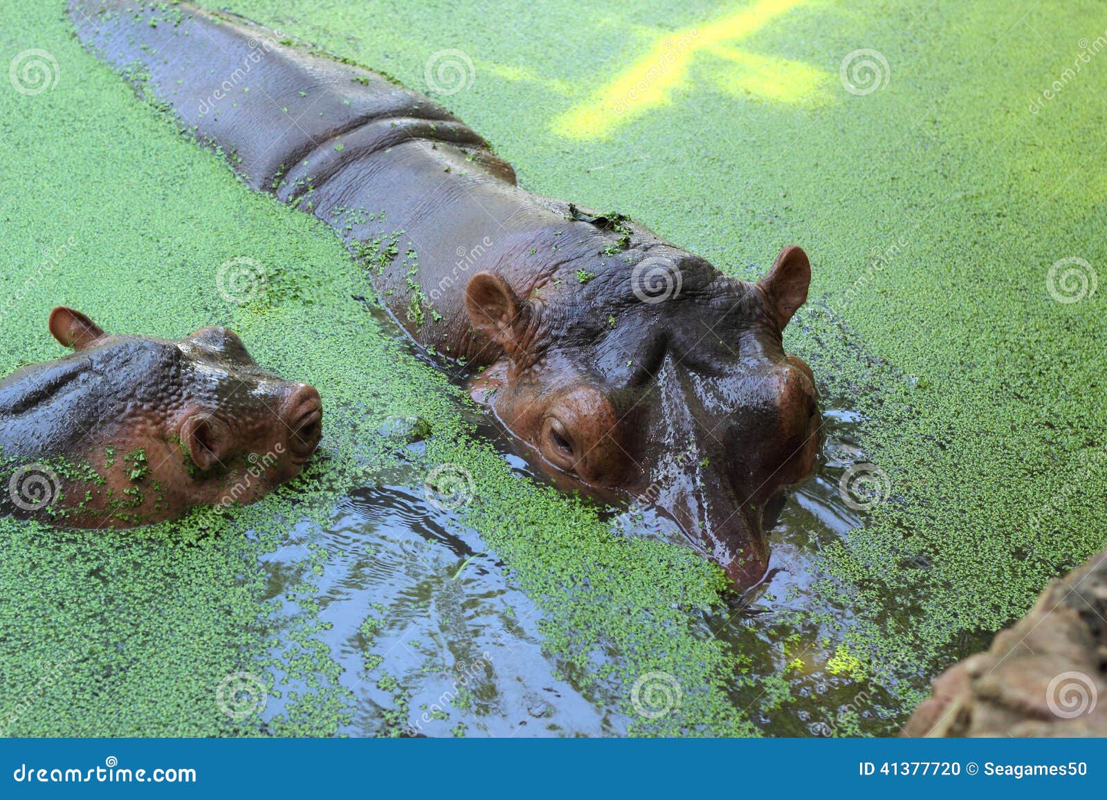 Hippo Portrait in the Nature Stock Photo - Image of animal ...