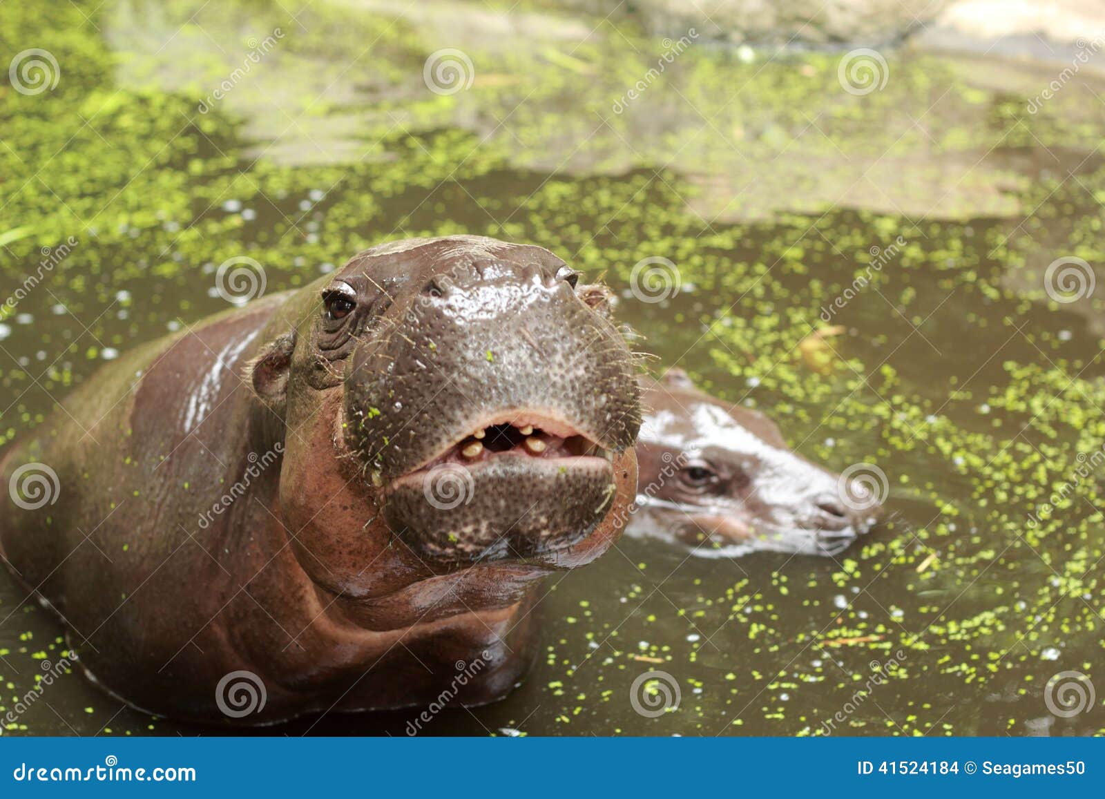Hippo Portrait in the Nature Stock Photo - Image of africa, close: 41524184