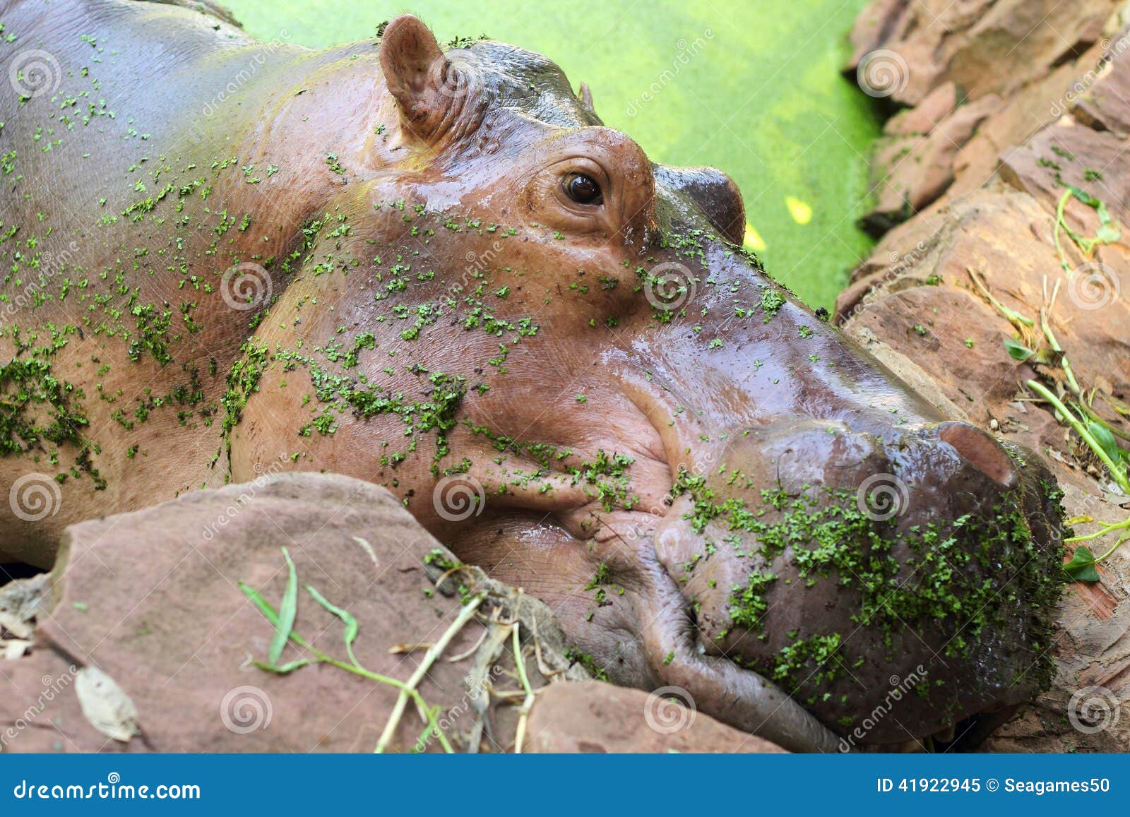 Hippo Portrait in the Nature Stock Image - Image of safari, wildlife ...