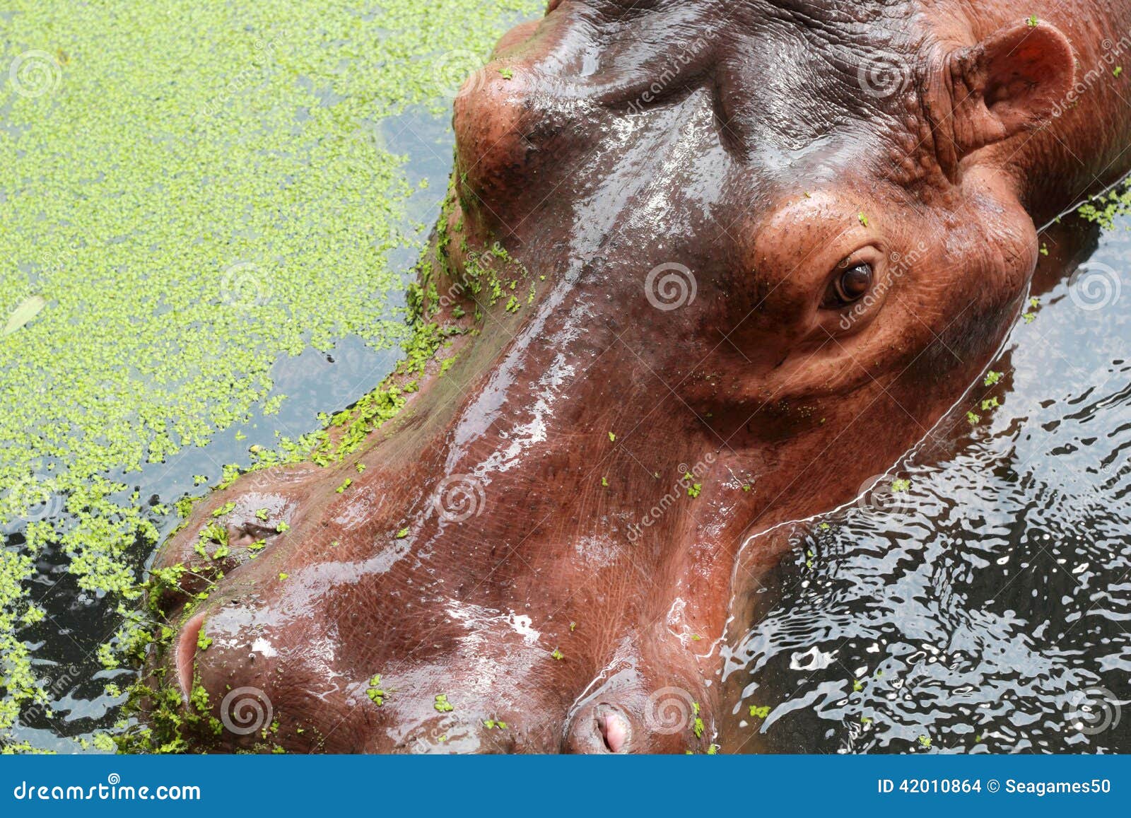 Hippo Portrait in the Nature Stock Photo - Image of botswana, okavango ...