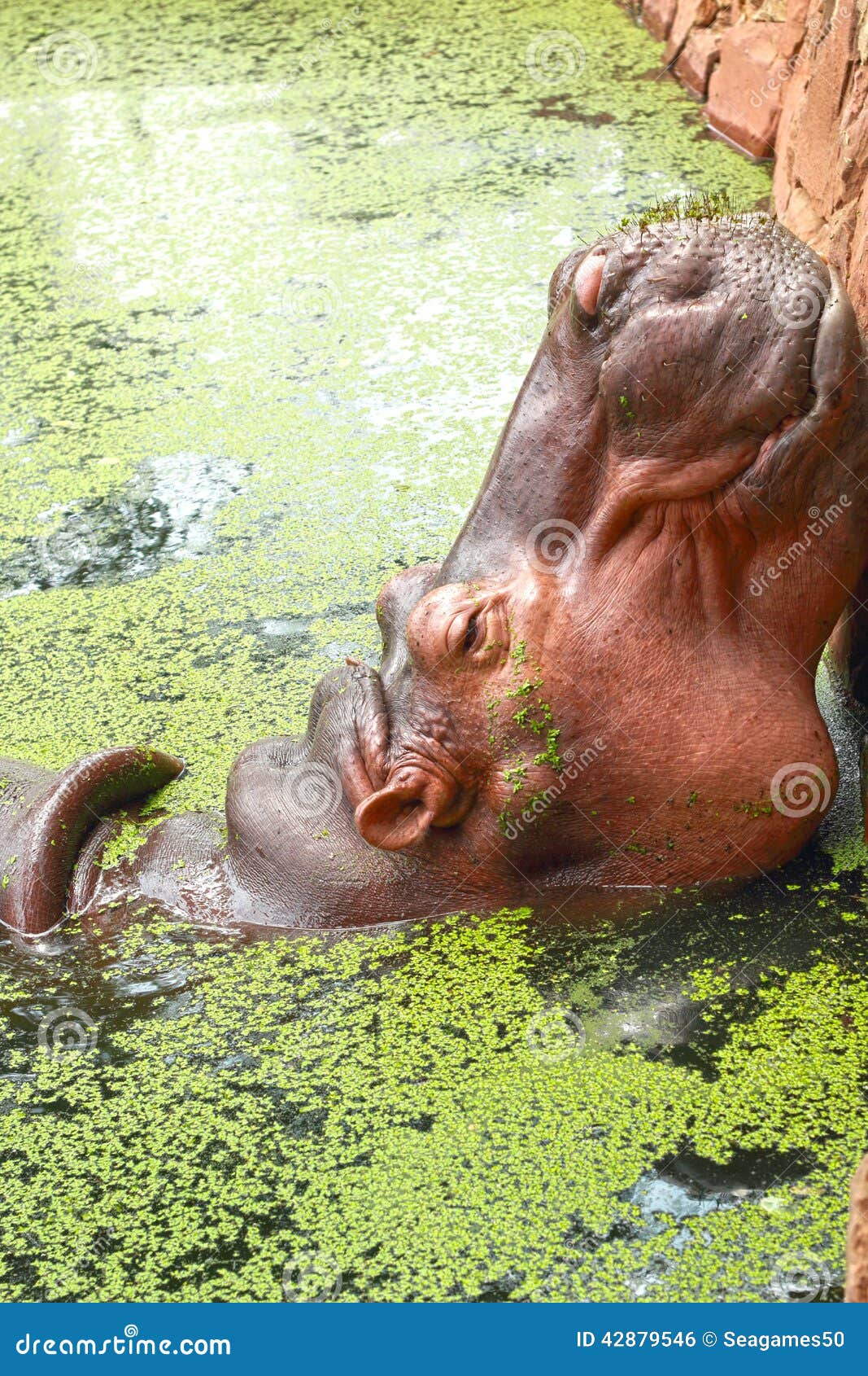 Hippo Portrait in the Nature Stock Photo - Image of animals, aquatic ...