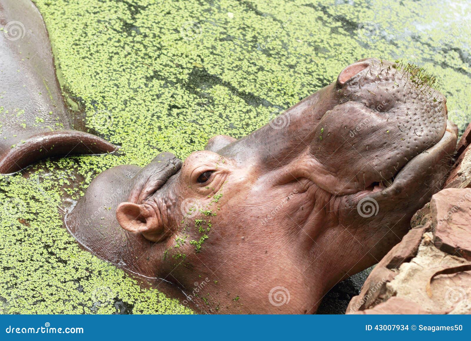 Hippo Portrait in the Nature Stock Photo - Image of portrait, okavango ...