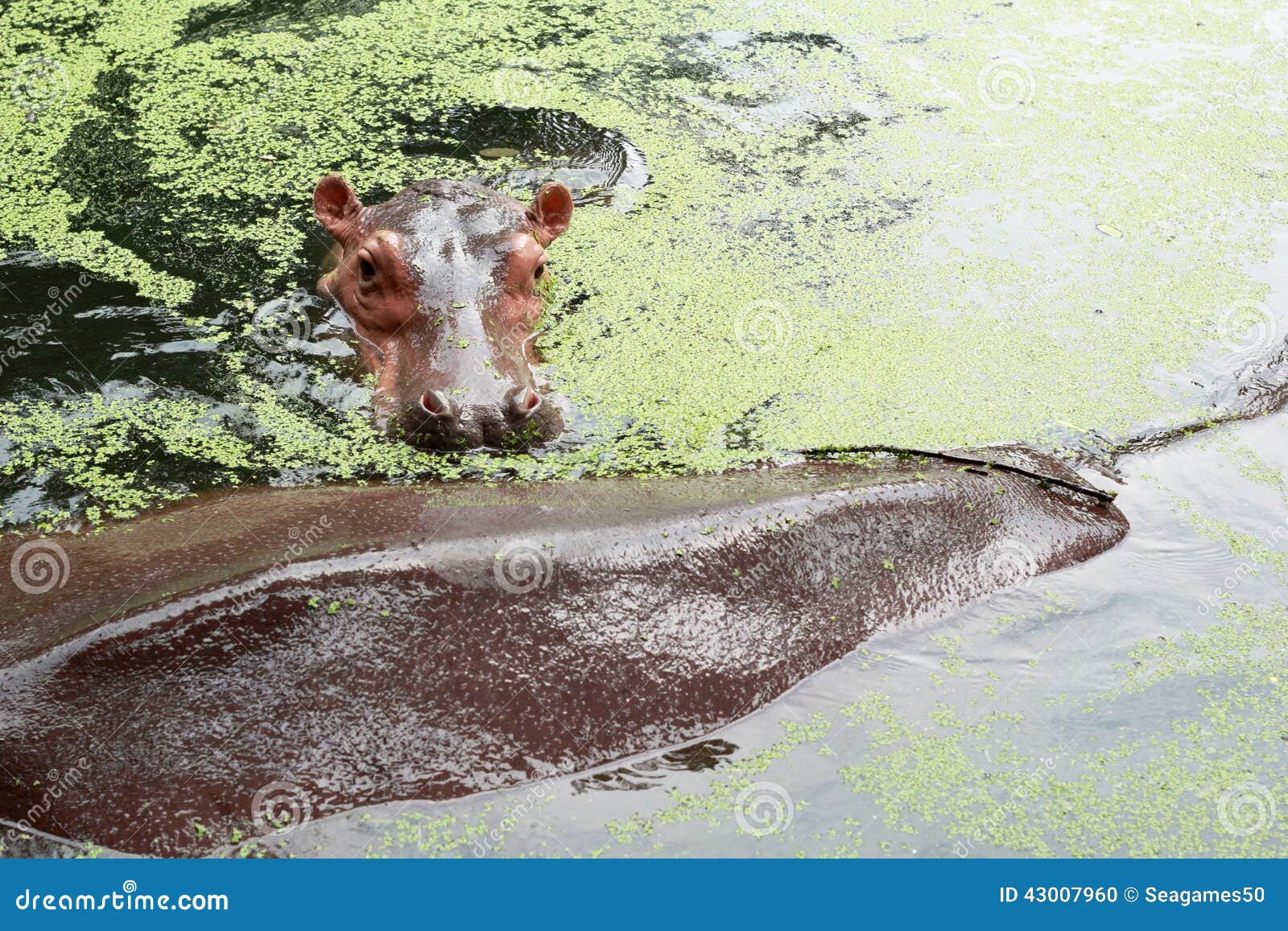 Hippo Portrait in the Nature Stock Photo - Image of animal, pets: 43007960