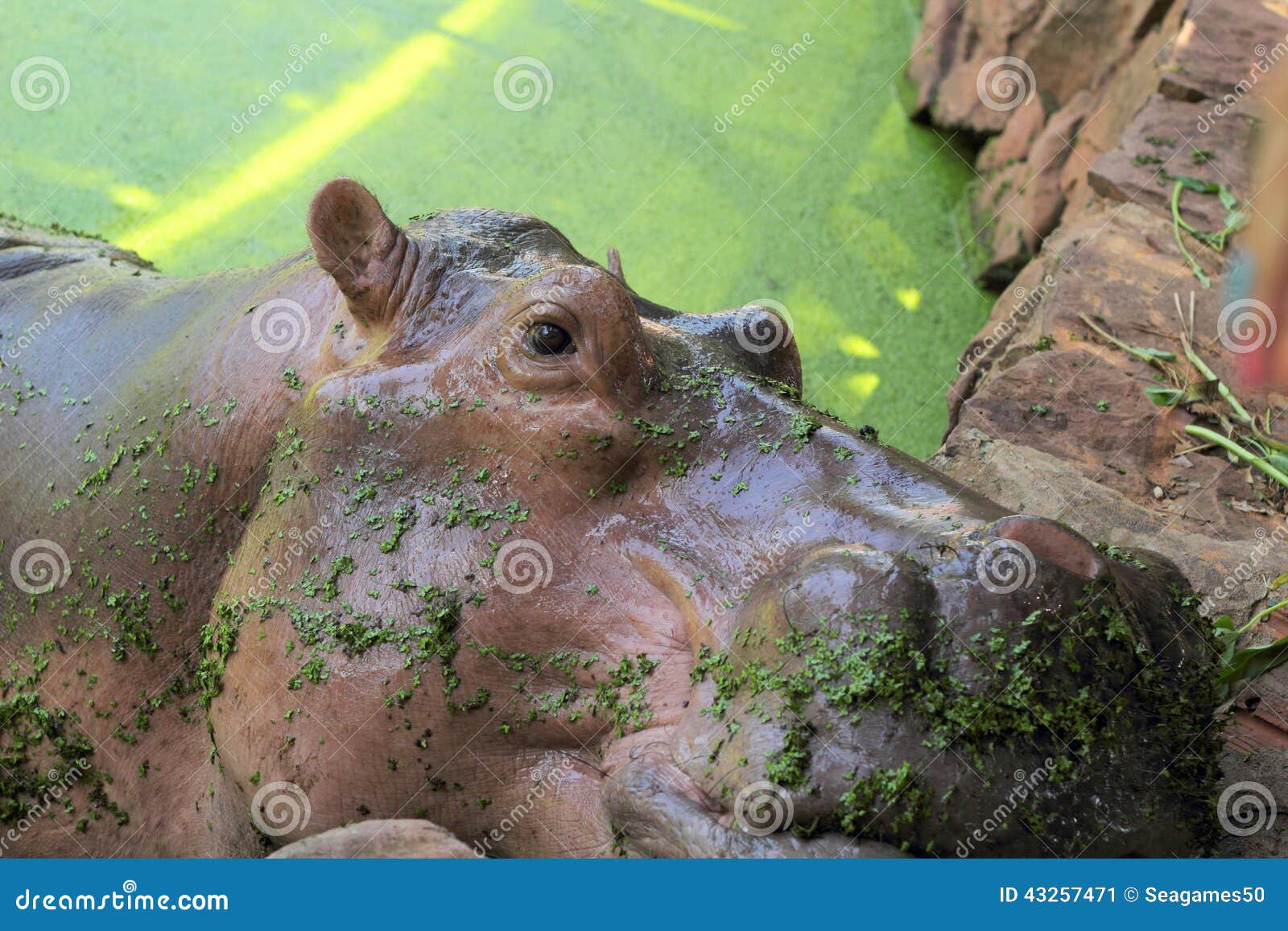 Hippo Portrait in the Nature Stock Image - Image of africa, botswana ...