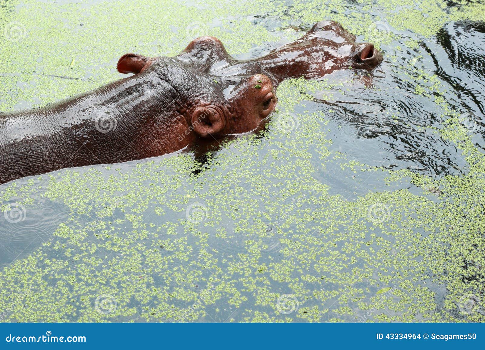 Hippo Portrait in the Nature Stock Photo - Image of safari, animals ...