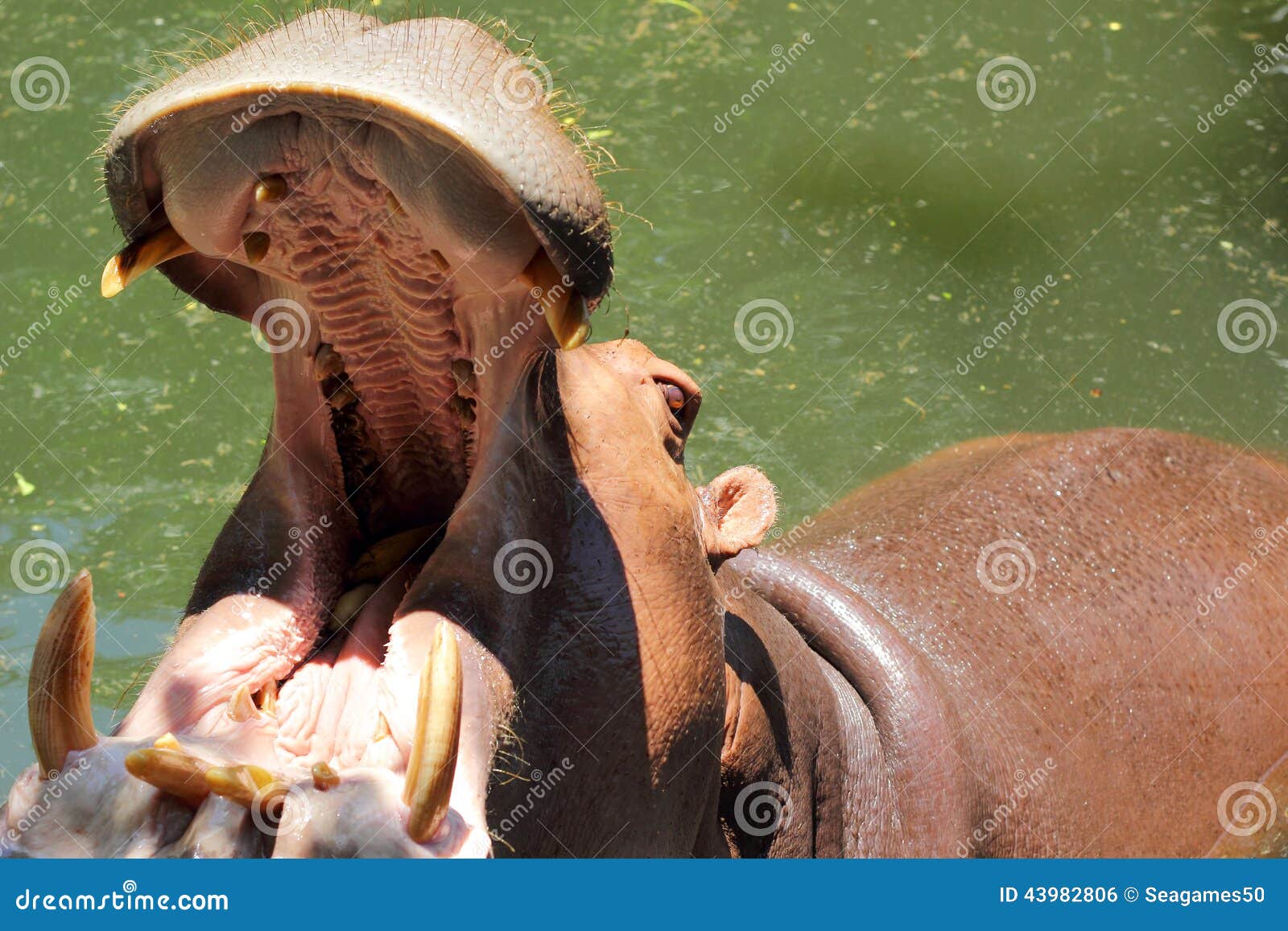 Hippo Portrait in the Nature Stock Photo - Image of portrait, pets ...